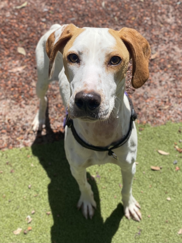 Lima | RSPCA Adopt a pet
