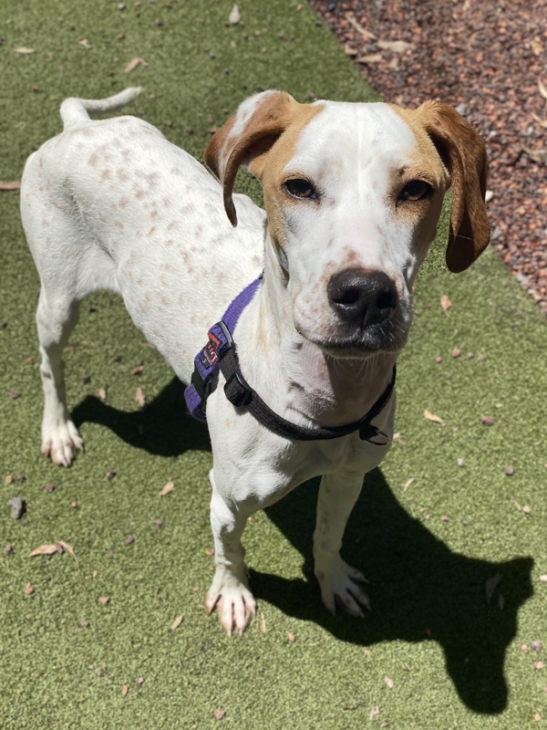 Lima | RSPCA Adopt a pet