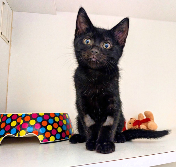 Tafari | RSPCA Adopt a pet