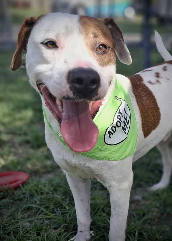 Andy | RSPCA Adopt a pet