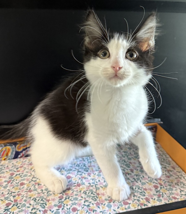 Comet | RSPCA Adopt a pet