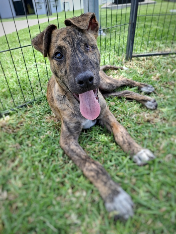 Scar | RSPCA Adopt a pet