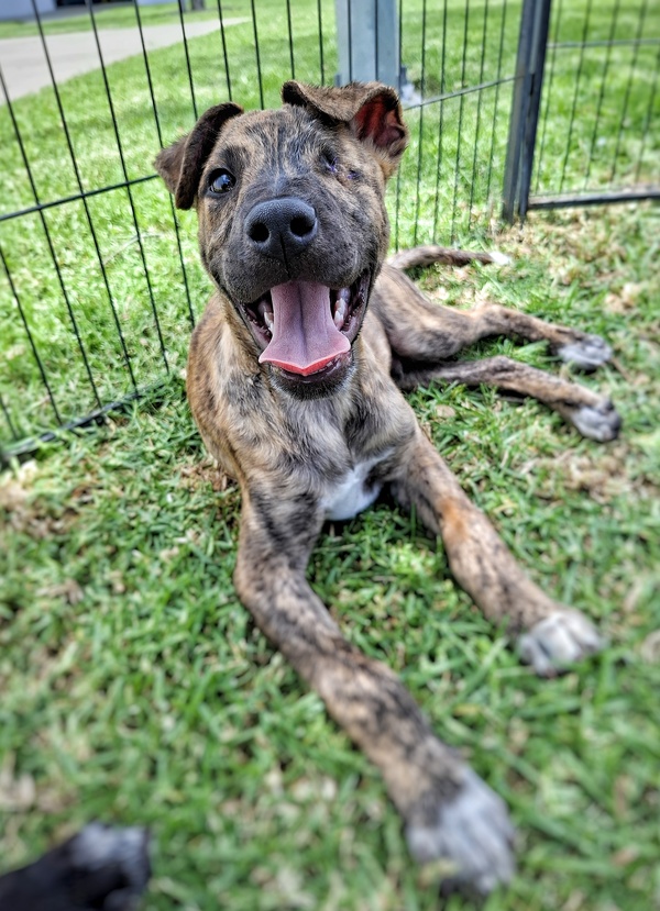 Scar | RSPCA Adopt a pet