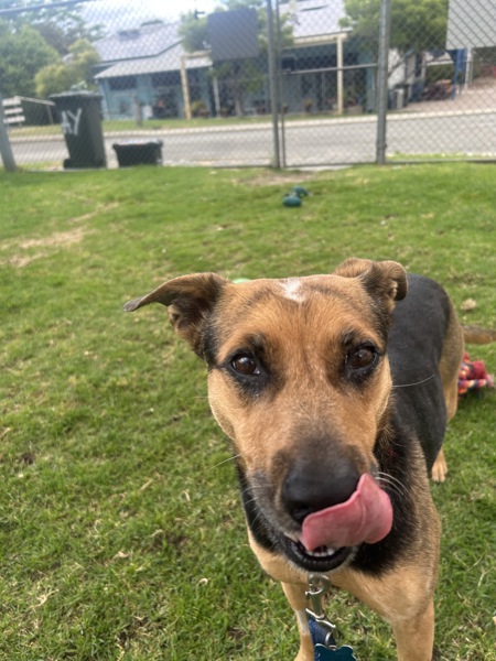 Bebe | RSPCA Adopt a pet