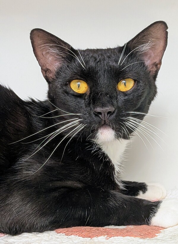 Quantum Biscuit | RSPCA Adopt a pet