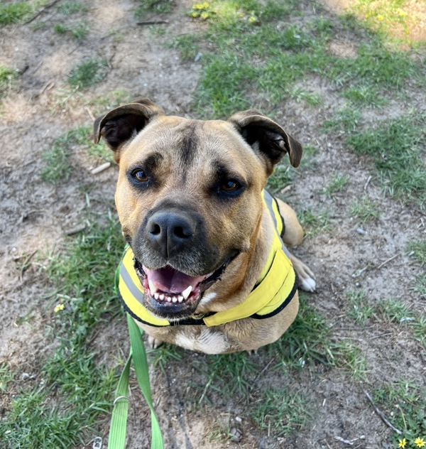 Zelda | RSPCA Adopt a pet