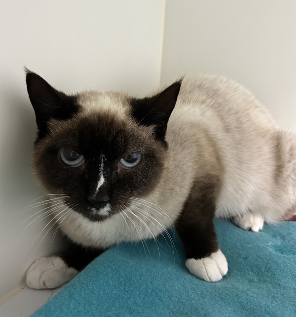 Peach | RSPCA Adopt a pet