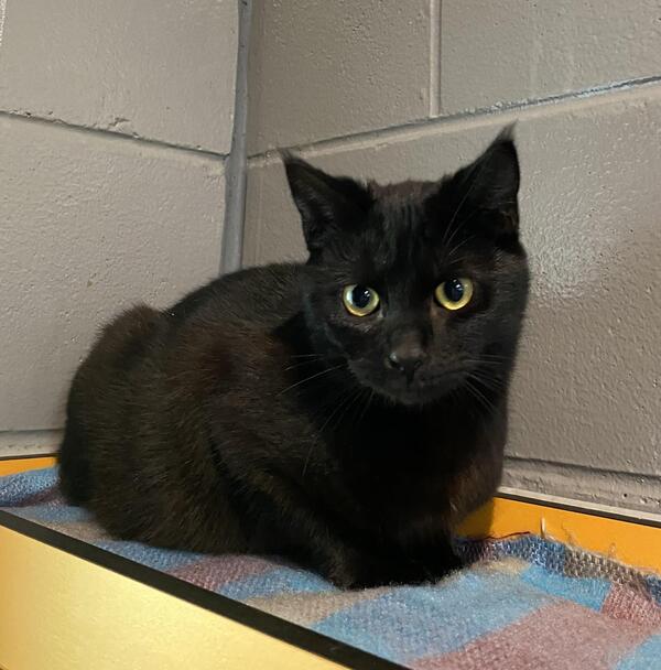 Sooty | RSPCA Adopt a pet