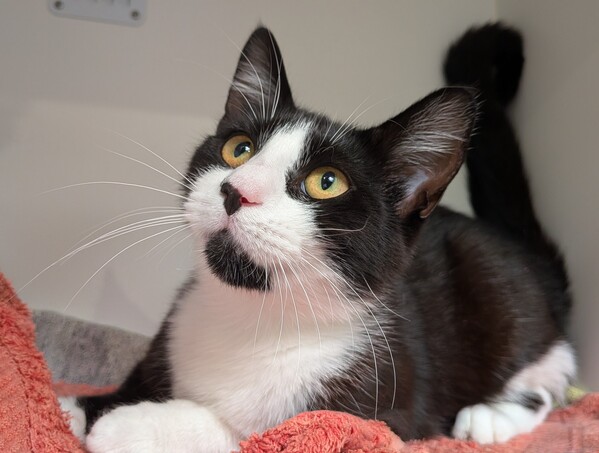 Flower | RSPCA Adopt a pet