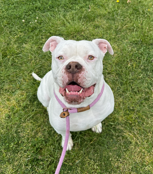 Chaos | RSPCA Adopt a pet