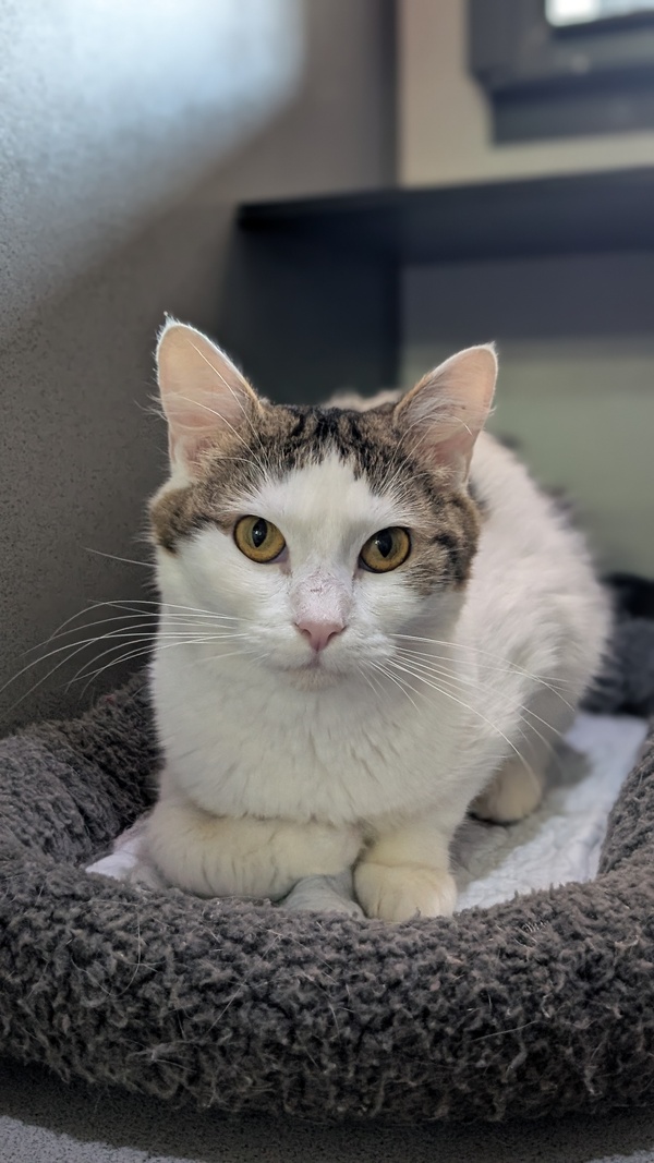 Chickpea | RSPCA Adopt a pet