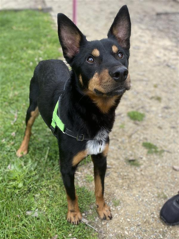 Ricky | RSPCA Adopt a pet