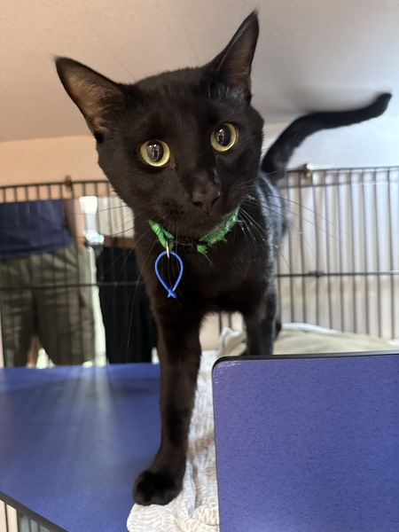 Toothless | RSPCA Adopt a pet