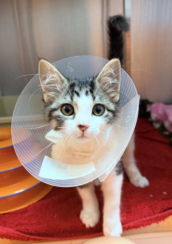 happy | RSPCA Adopt a pet