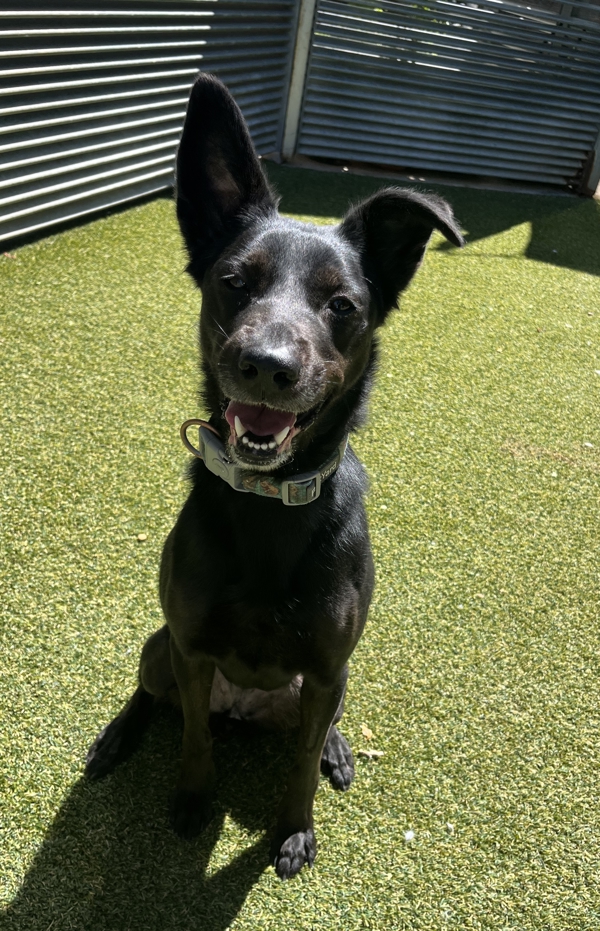 Connie | RSPCA Adopt a pet