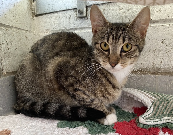 Marcie | RSPCA Adopt a pet