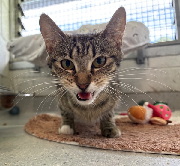 Marcie | RSPCA Adopt a pet