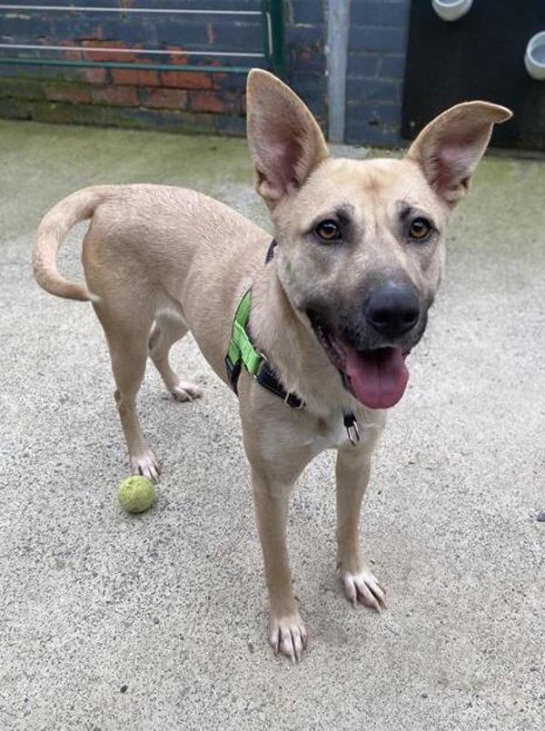 Lilith | RSPCA Adopt a pet