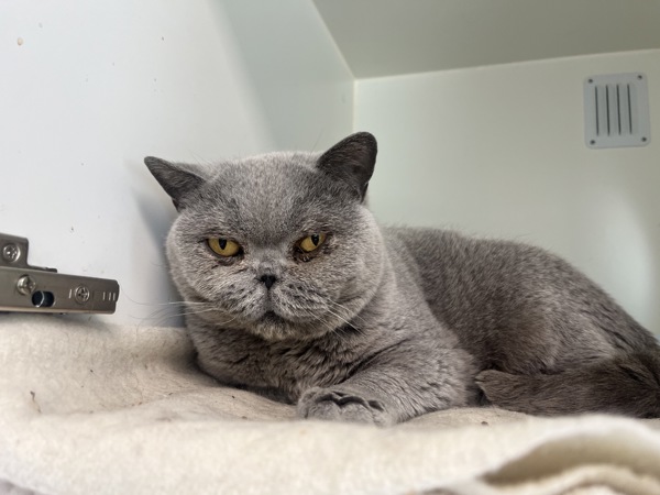 April Showers | RSPCA Adopt a pet