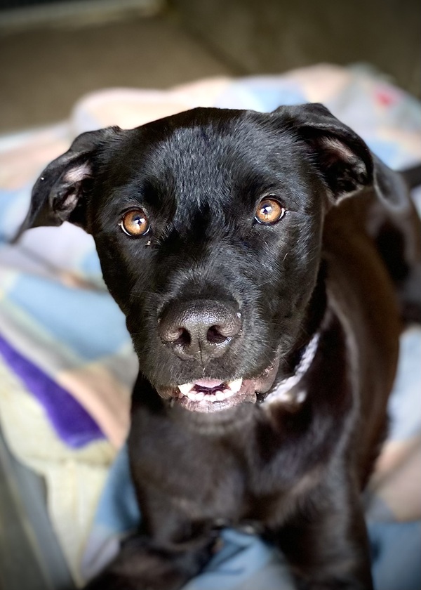 Penny | RSPCA Adopt a pet