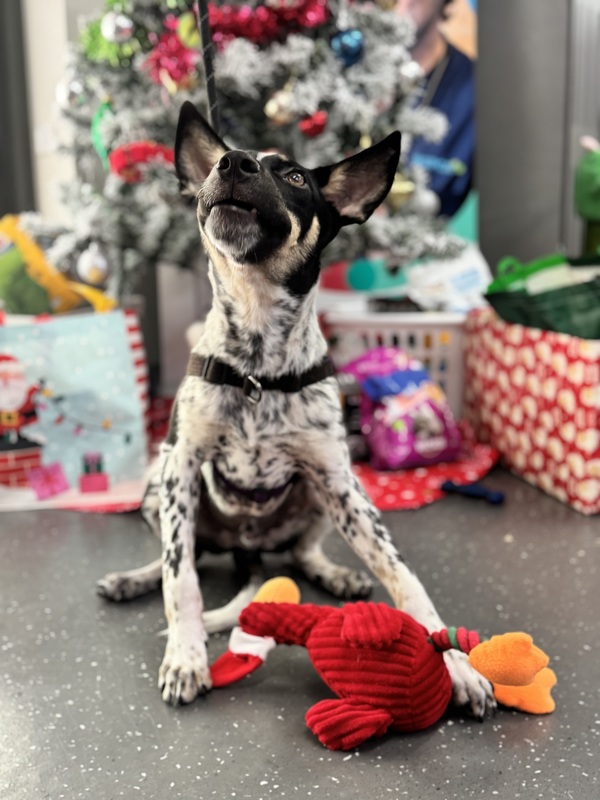 Kevin | RSPCA Adopt a pet