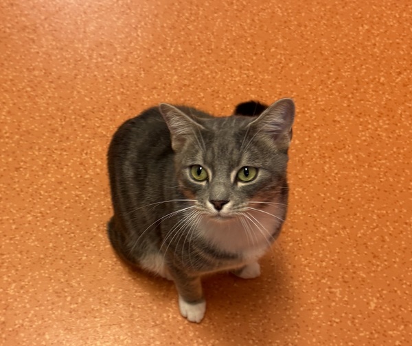 Atreus | RSPCA Adopt a pet