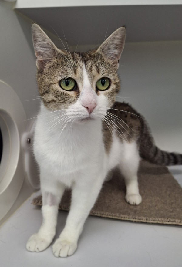 Nancy | RSPCA Adopt a pet
