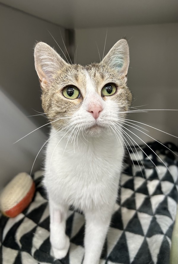 Nancy | RSPCA Adopt a pet