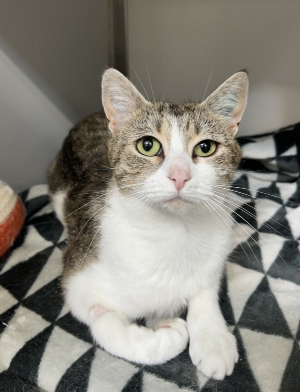 Nancy | RSPCA Adopt a pet