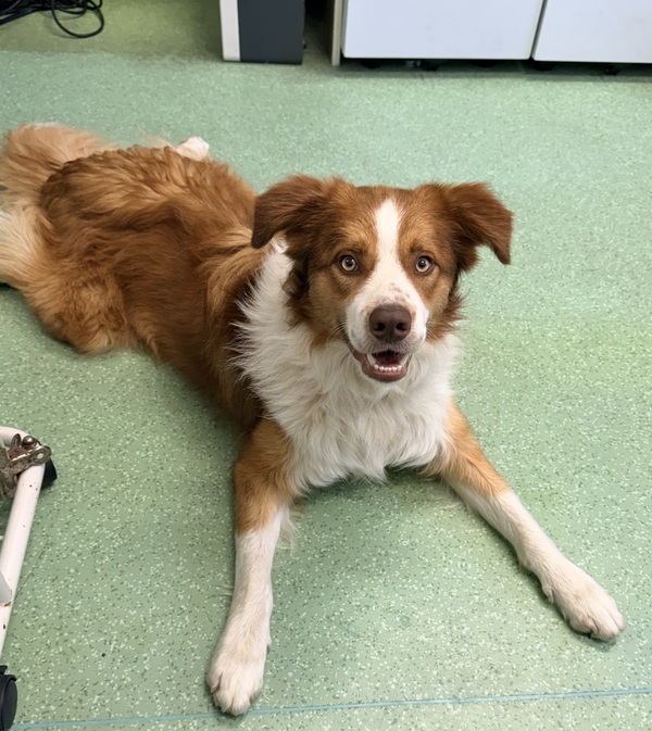 Bentley | RSPCA Adopt a pet