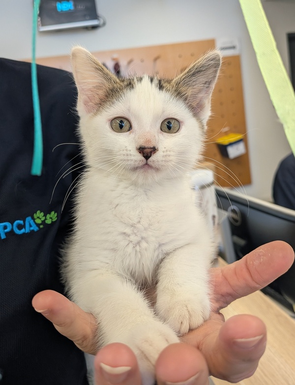Ritchie | RSPCA Adopt a pet
