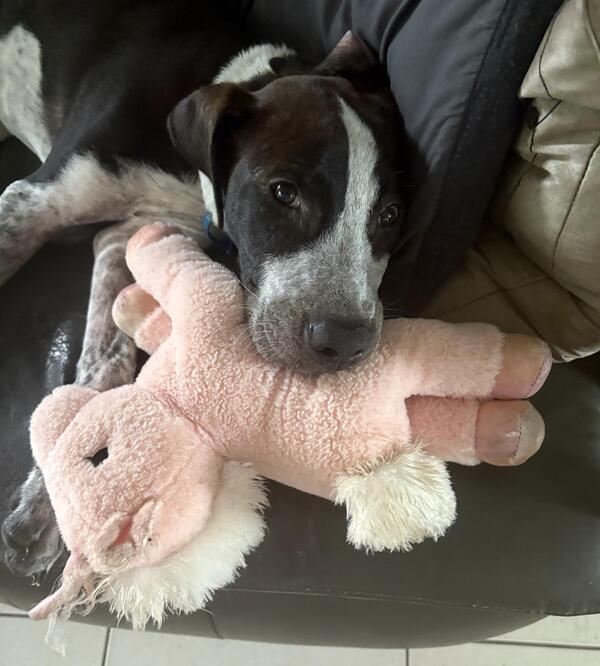 Stitches | RSPCA Adopt a pet