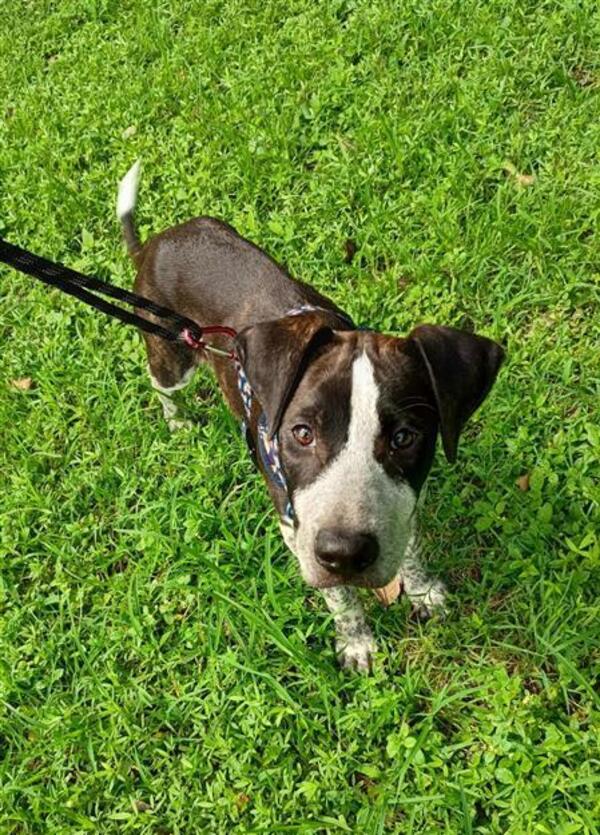 Stitches | RSPCA Adopt a pet