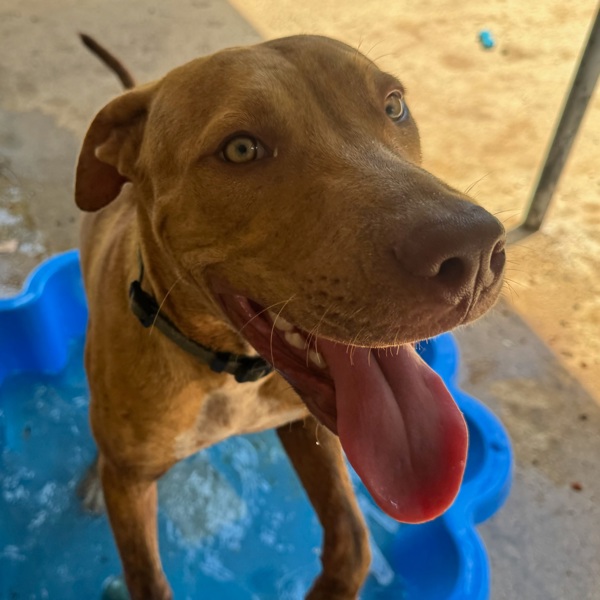 Boof | RSPCA Adopt a pet