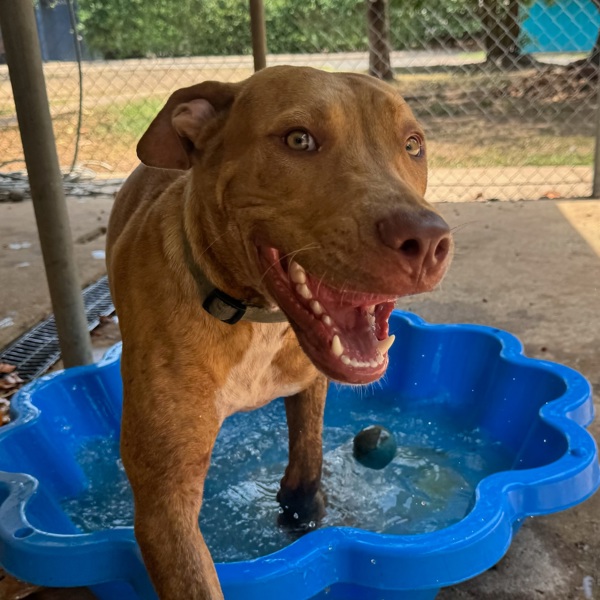 Boof | RSPCA Adopt a pet