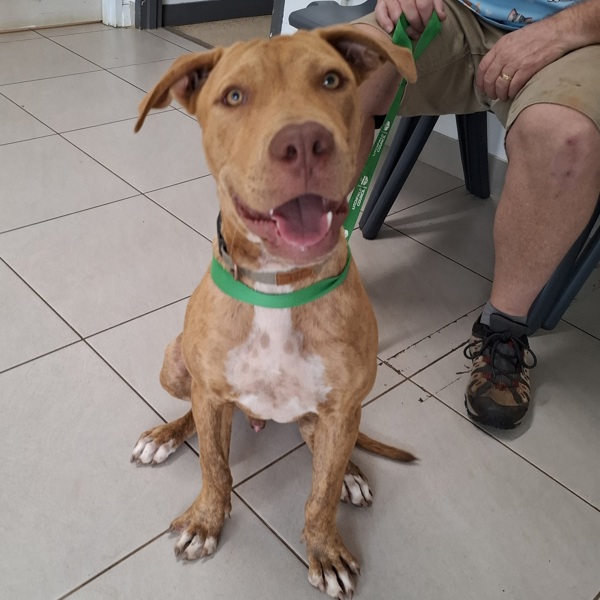 Boof | RSPCA Adopt a pet