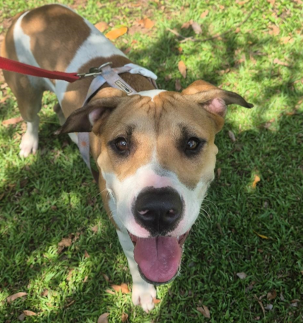 Moxy | RSPCA Adopt a pet