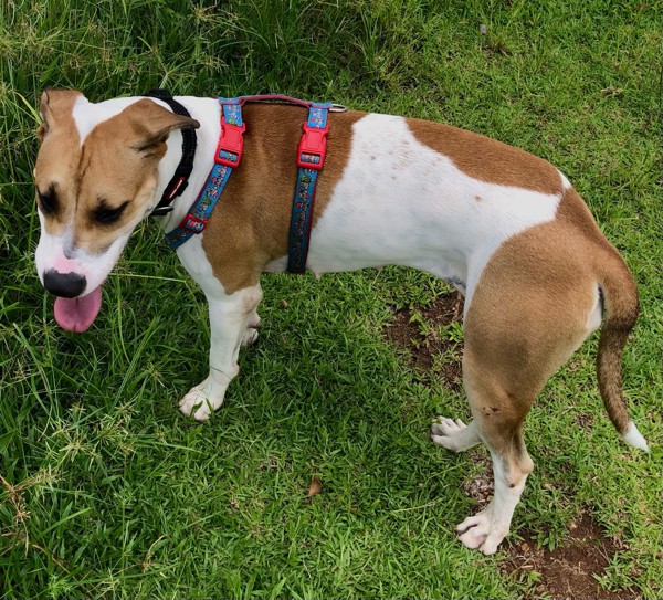 Moxy | RSPCA Adopt a pet