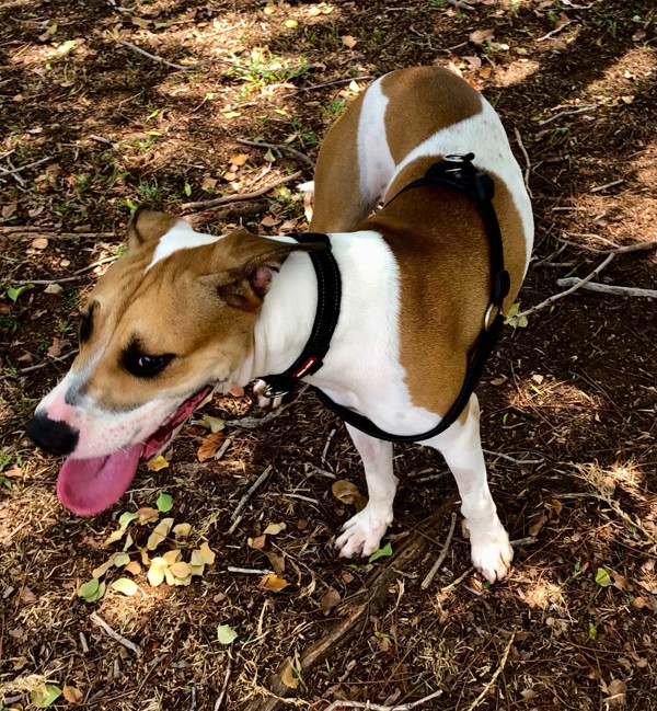 Moxy | RSPCA Adopt a pet