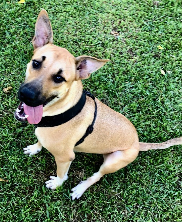 Diego | RSPCA Adopt a pet
