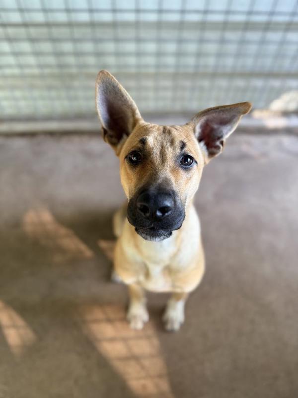 Diego | RSPCA Adopt a pet