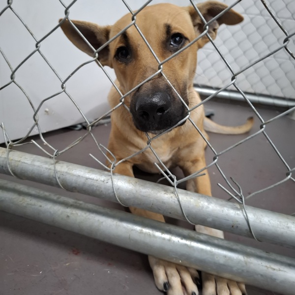 Diego | RSPCA Adopt a pet
