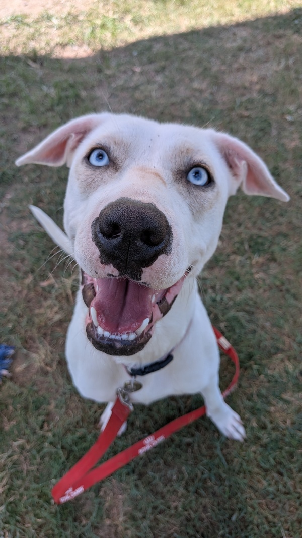 Peach | RSPCA Adopt a pet