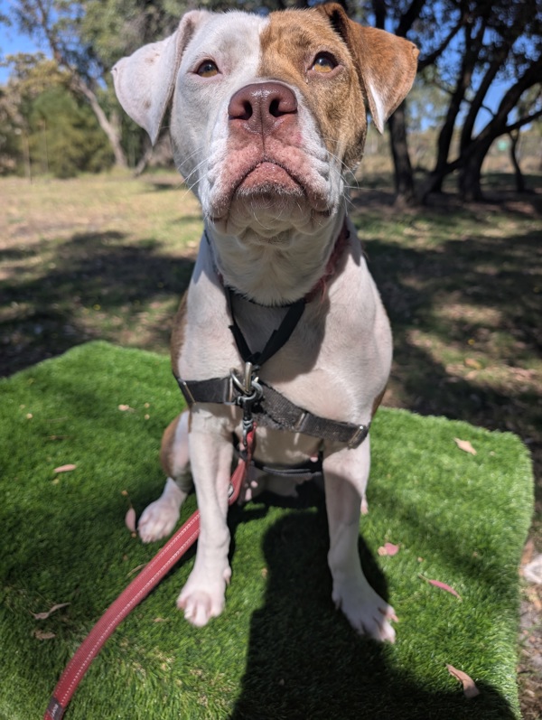 Saba | RSPCA Adopt a pet