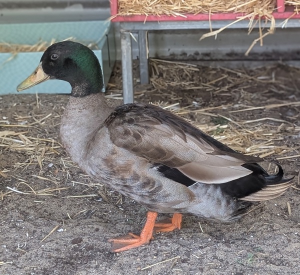 Quackerjack | RSPCA Adopt a pet