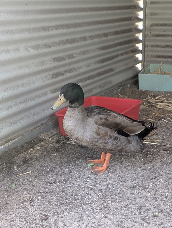Quackerjack | RSPCA Adopt a pet