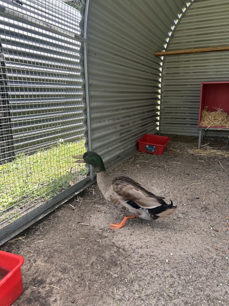 Quackerjack | RSPCA Adopt a pet