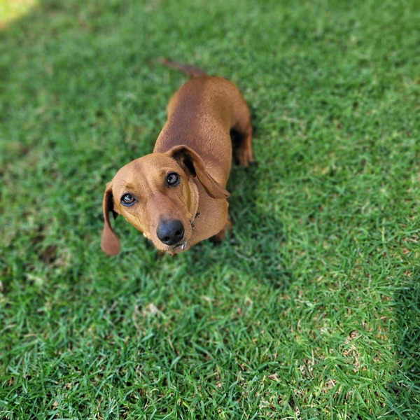 Finnegan | RSPCA Adopt a pet