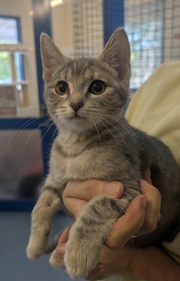 Yahtzee | RSPCA Adopt a pet