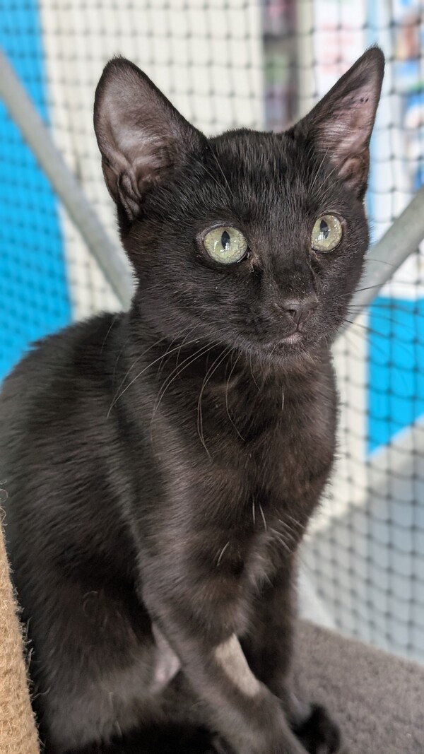 Fawnie Golden | RSPCA Adopt a pet